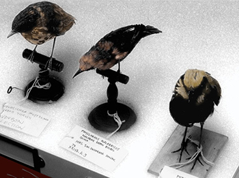 Artifact Identification & Labeling for Archival Storage & Museum Displ